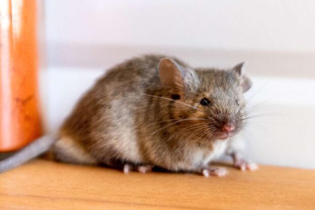 3 Tips on How Pest Control Gets Rid of Mice: Unveiling Effective ...